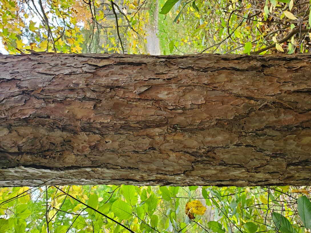 Red Pine | CMP Tree Selection Tool